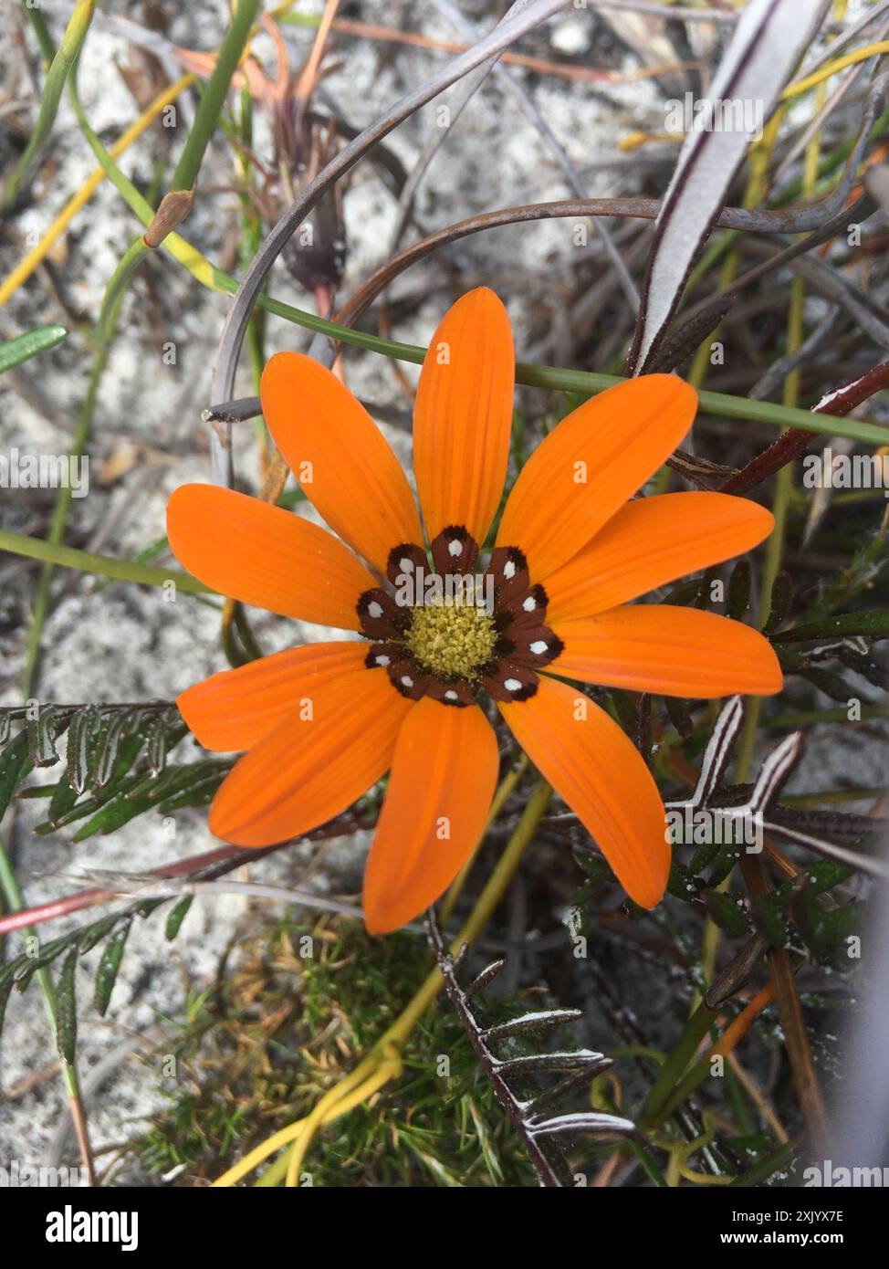 Cockscomb Gazania (Gazania pectinata) Plantae Stock Photo - Alamy