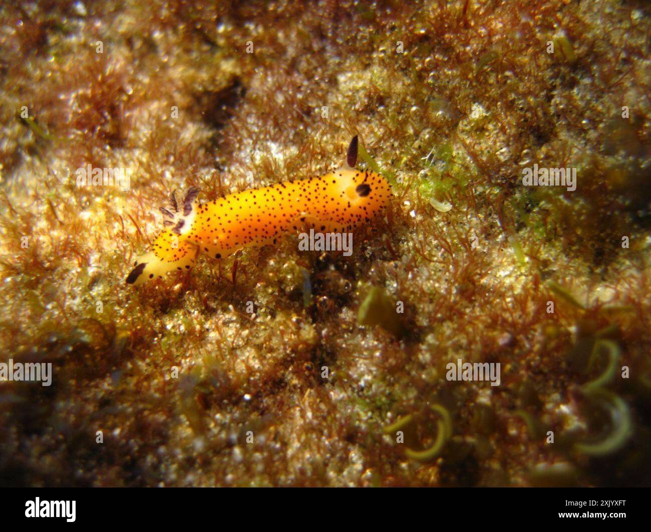 Jorunna parva hi-res stock photography and images - Alamy