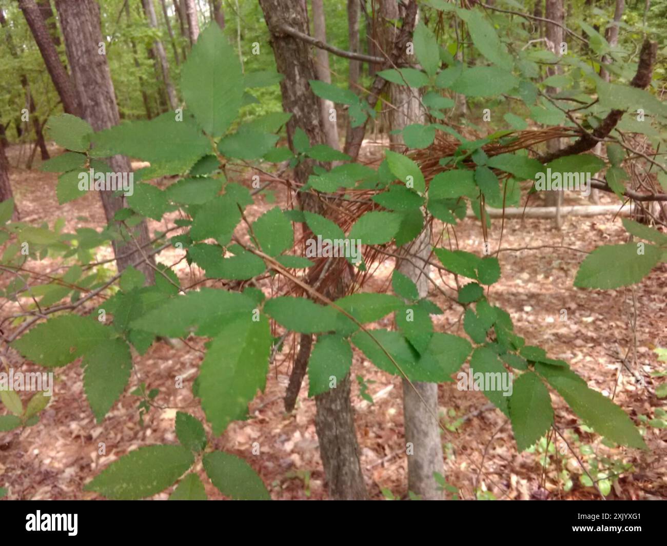 Winged Elm (Ulmus alata) Plantae Stock Photo - Alamy