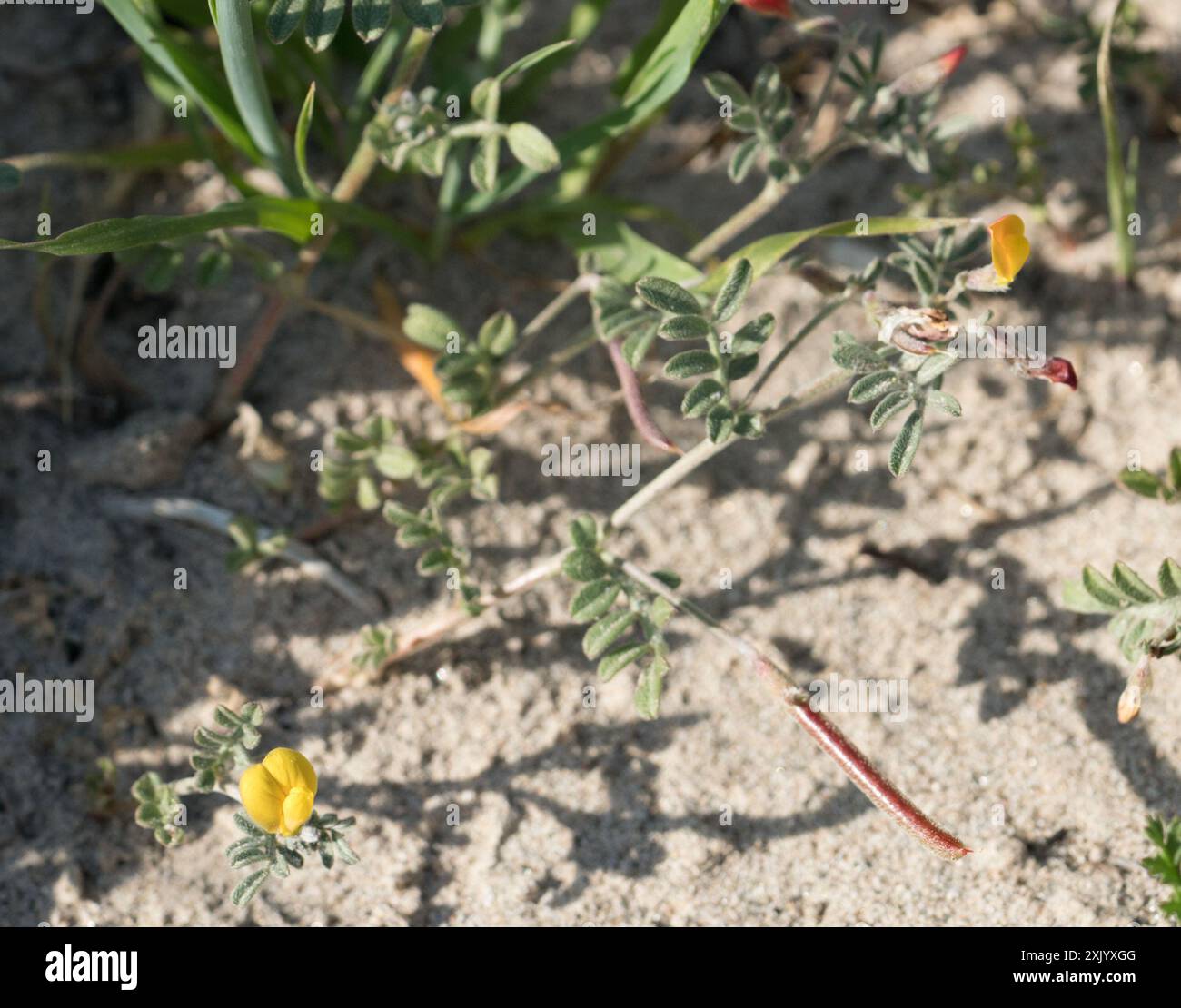 Strigose lotus hi-res stock photography and images - Alamy