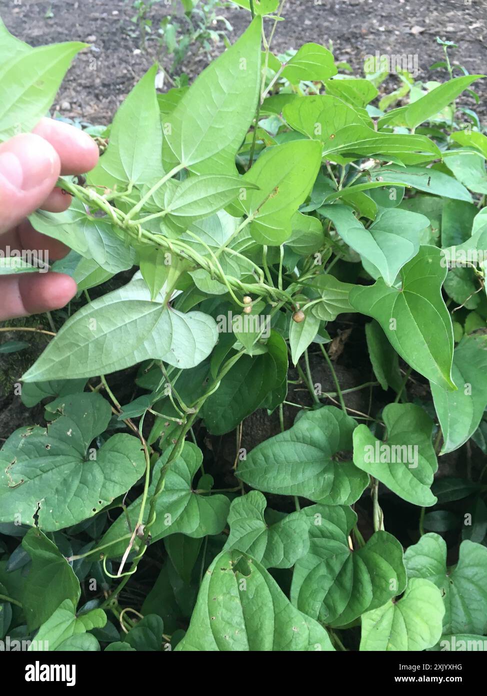 Chinese yam (Dioscorea polystachya) Plantae Stock Photo - Alamy