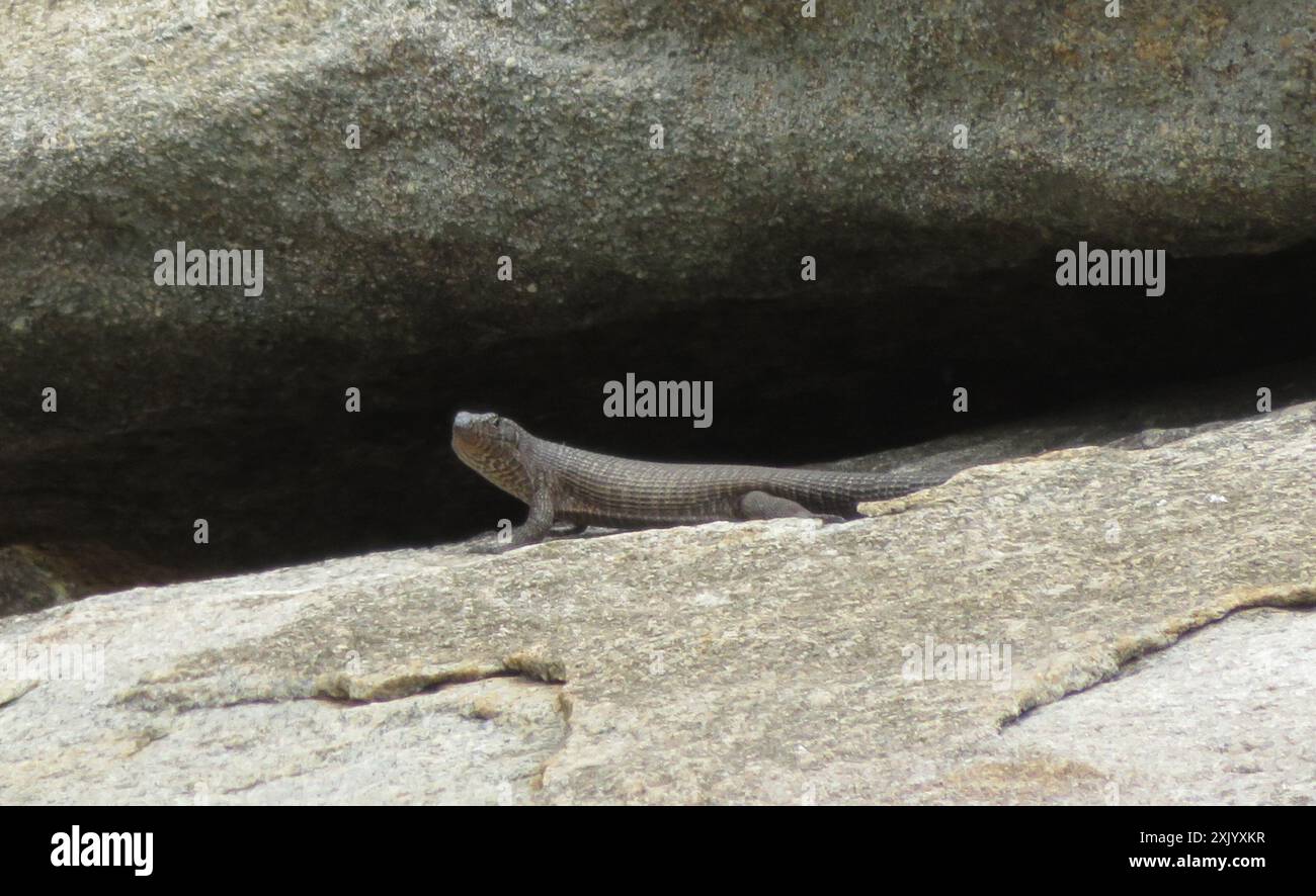 Common Giant Plated Lizard (Matobosaurus validus) Reptilia Stock Photo ...
