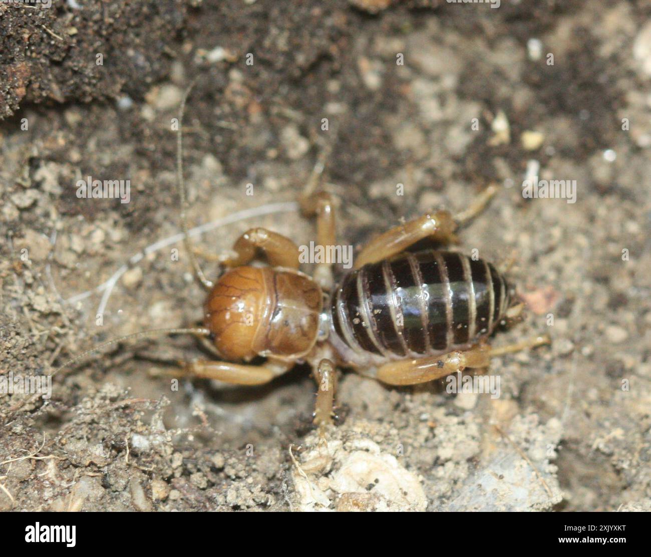 Jerusalem crickets hi-res stock photography and images - Alamy