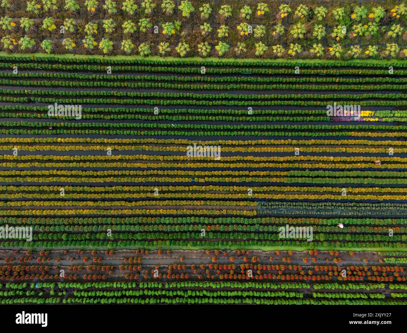 Aerial view of My Phong flower garden in My Tho, Vietnam. It's famous ...
