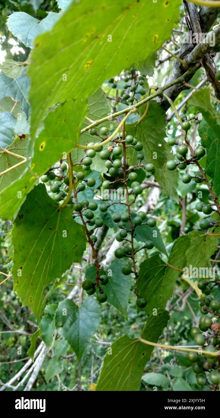 frost grape (Vitis vulpina) Plantae Stock Photo - Alamy