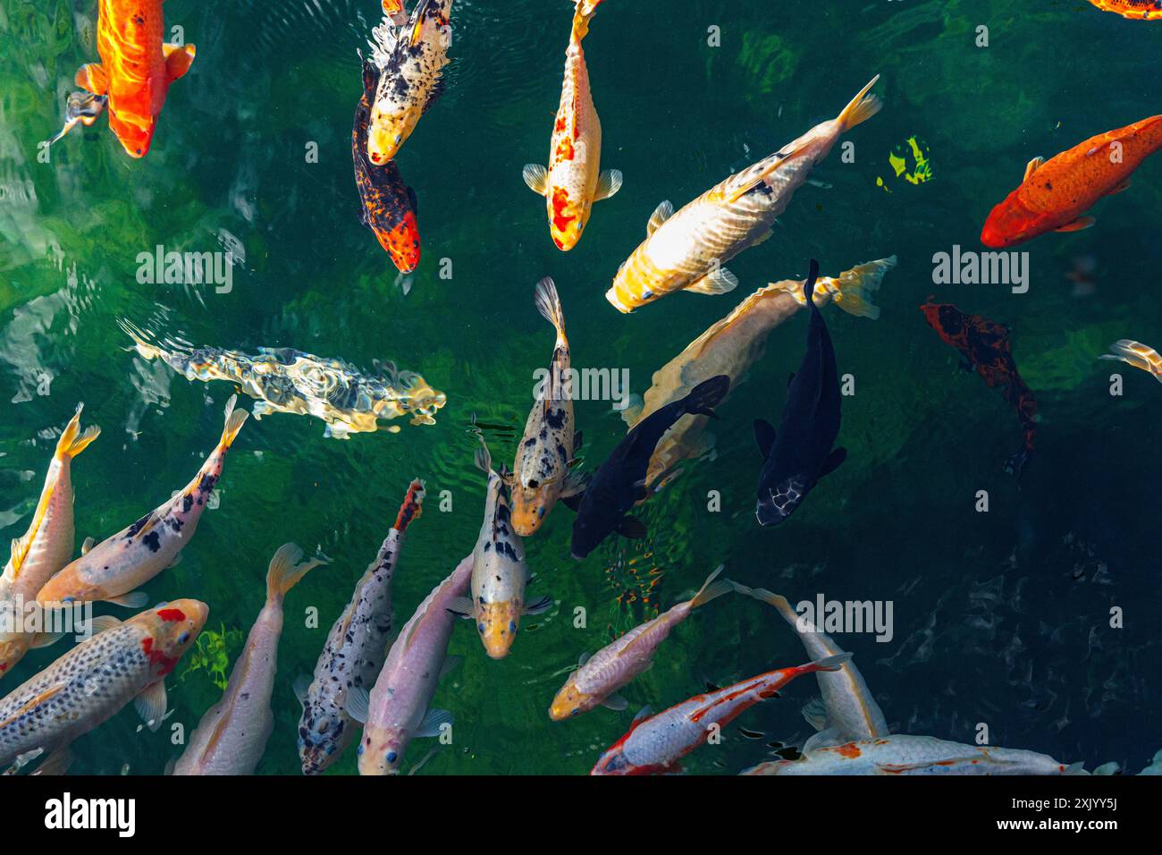Goldfish swim in aquarium accessories hi-res stock photography and ...