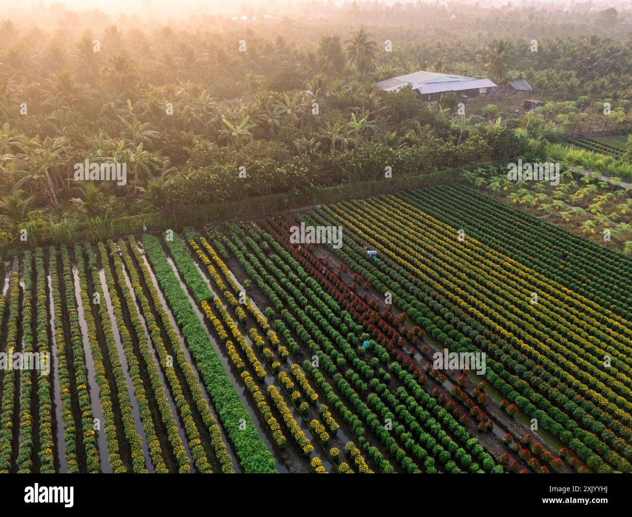 Aerial view of My Phong flower garden in My Tho, Vietnam. It's famous ...