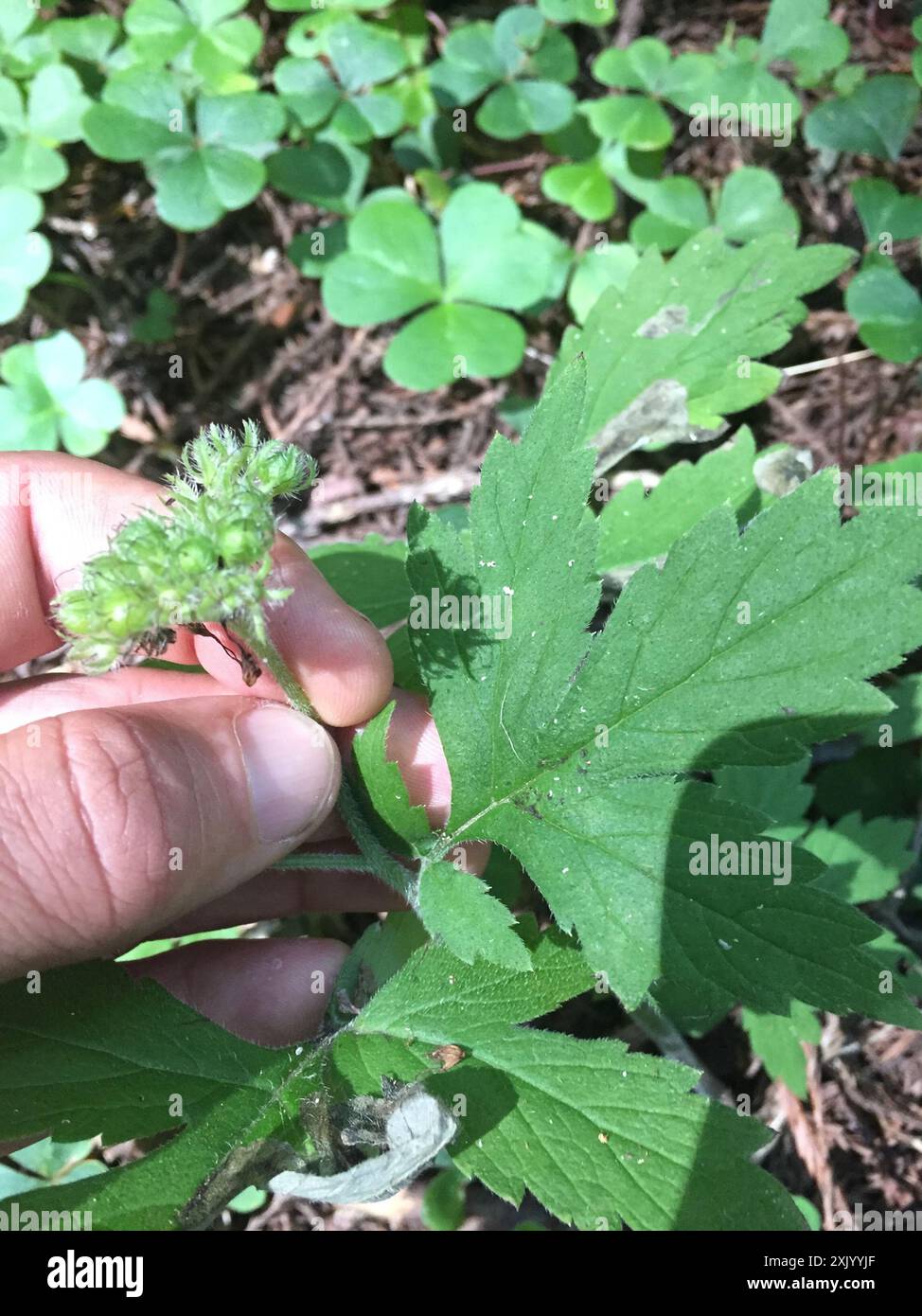 Hydrophyllum occidentale hi-res stock photography and images - Alamy
