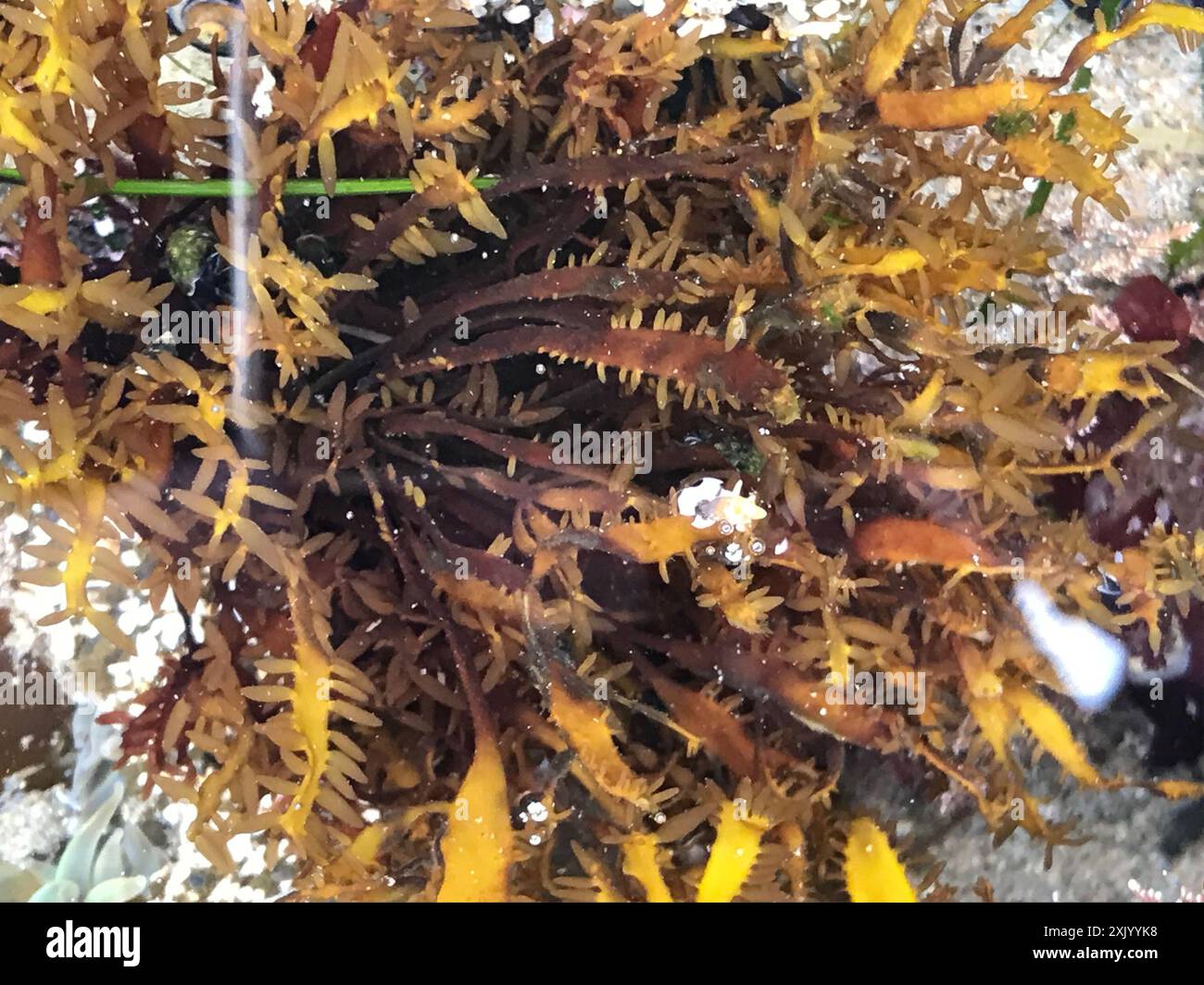 Bleach Weed (Prionitis sternbergii) Plantae Stock Photo - Alamy