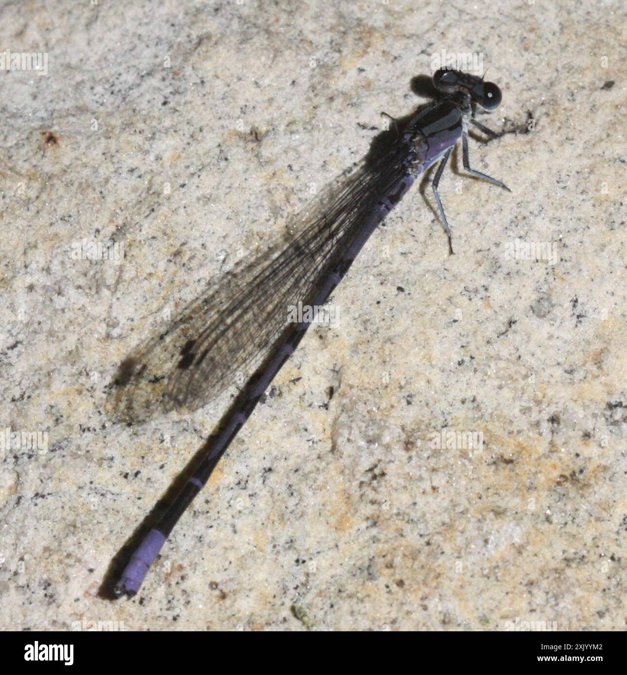 Springwater Dancer (Argia funebris) Insecta Stock Photo - Alamy