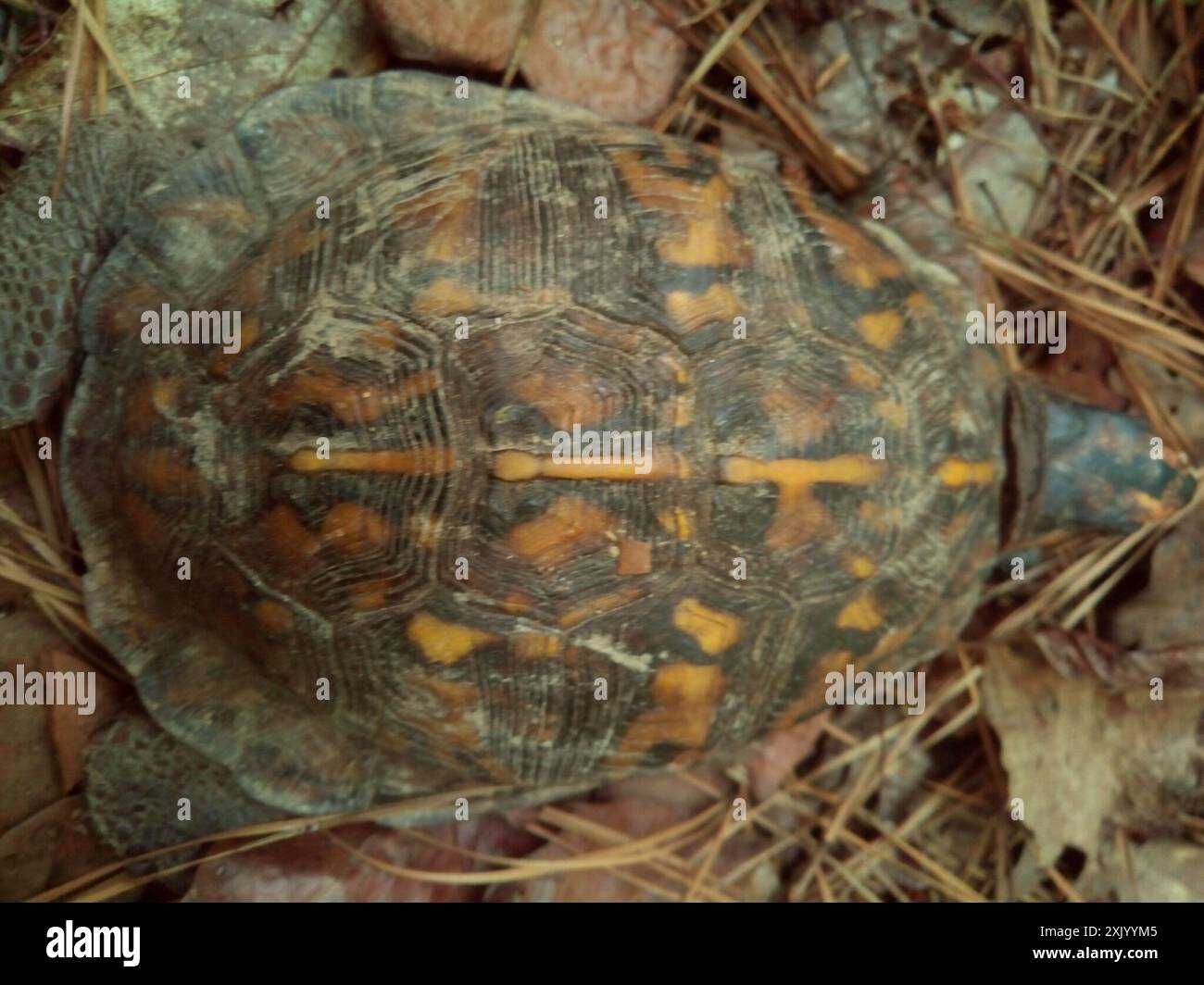 Eastern Box Turtle (Terrapene carolina carolina) Reptilia Stock Photo ...