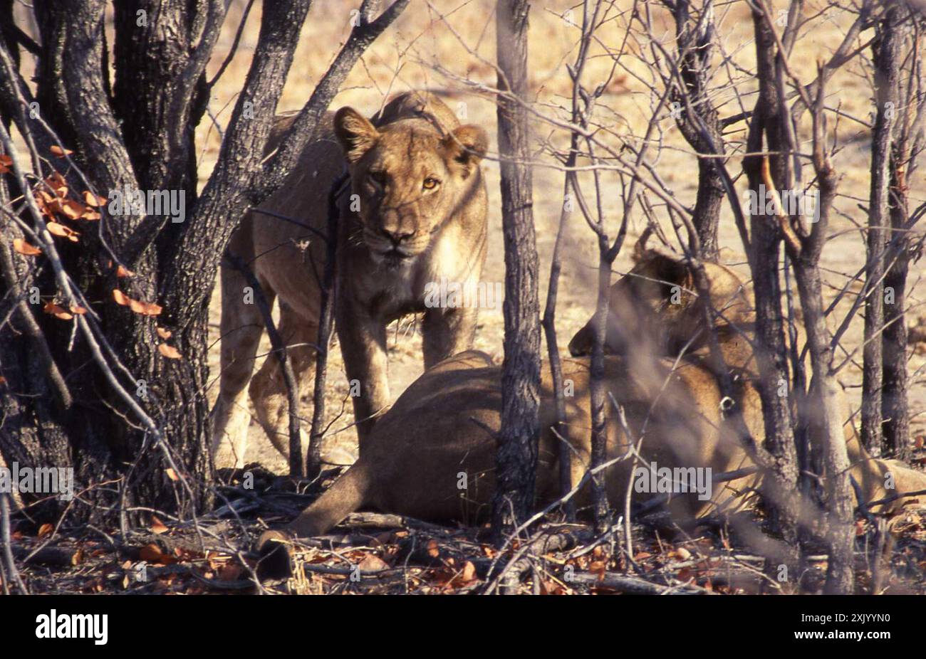 Southern Lion (Panthera leo melanochaita) Mammalia Stock Photo - Alamy