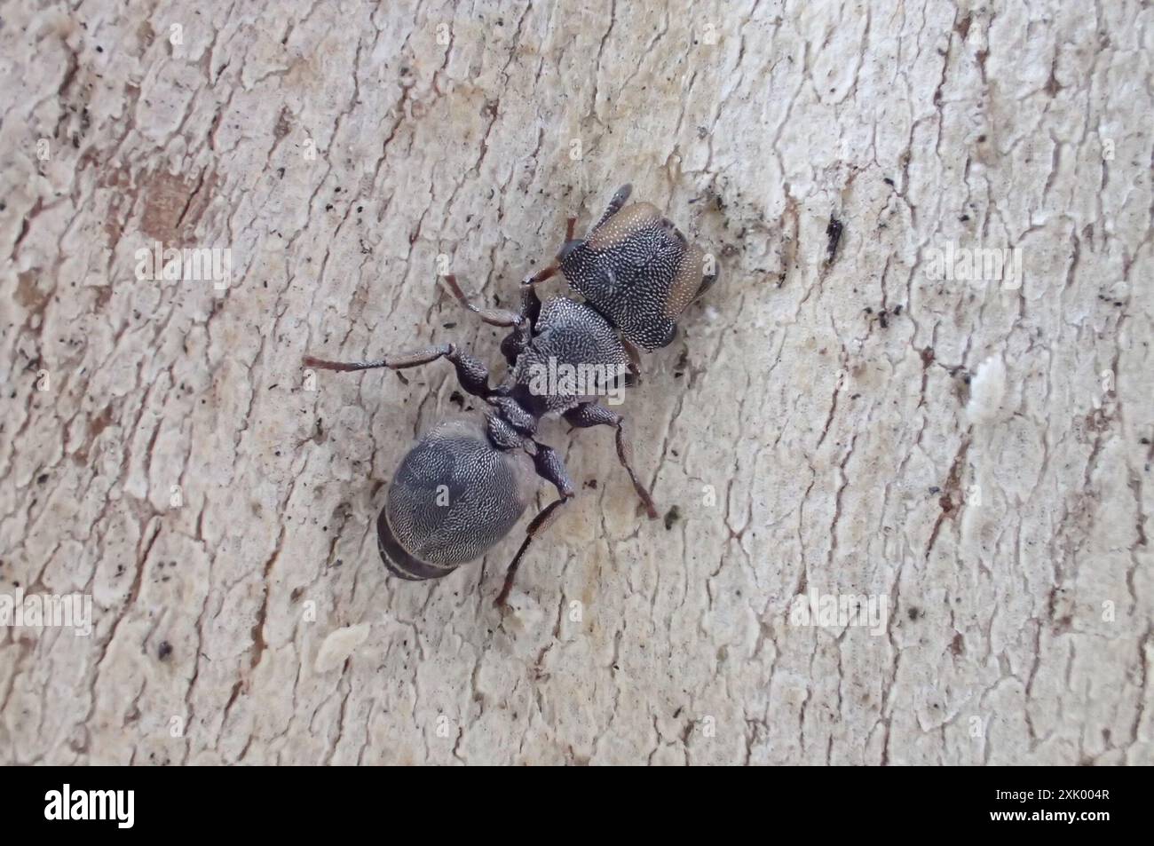 Turtle Ants (Cephalotes) Insecta Stock Photo - Alamy