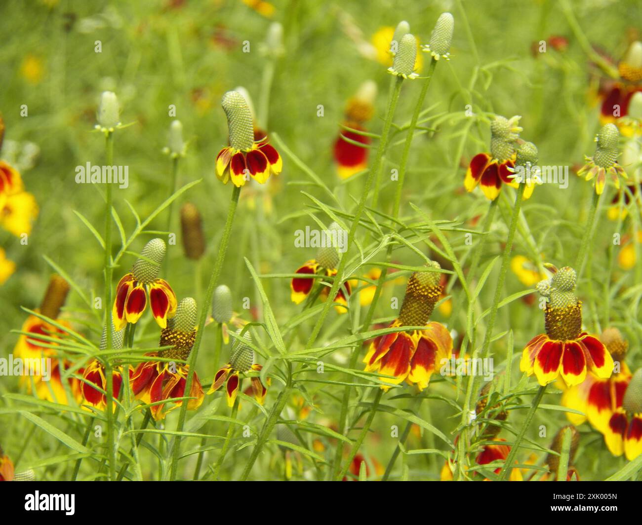 Upright Prairie Coneflower Ratibida Columnifera Plantae Stock Photo
