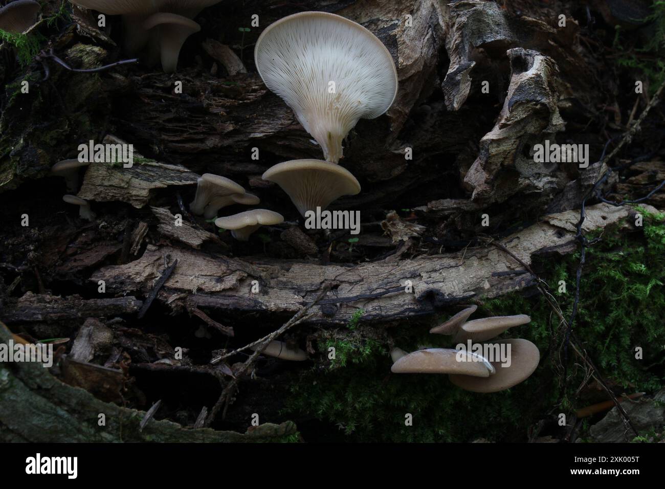 (Hohenbuehelia angustata) Fungi Stock Photo - Alamy