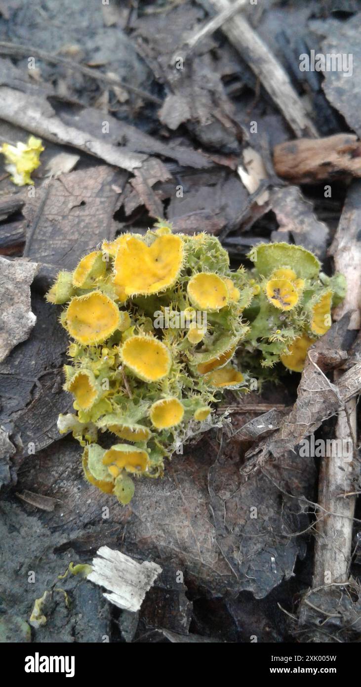 Golden-eye Lichen (Teloschistes chrysophthalmus) Fungi Stock Photo - Alamy