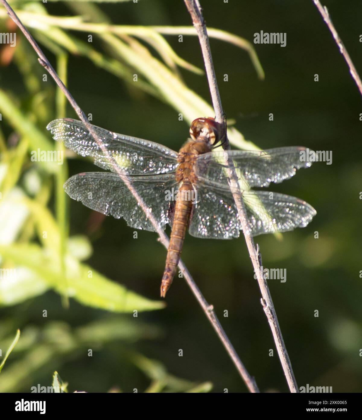 Spot-winged Glider (Pantala hymenaea) Insecta Stock Photo - Alamy