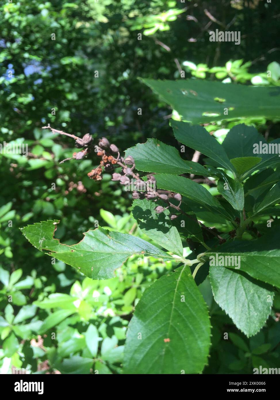Sweet Pepperbush (Clethra alnifolia) Plantae Stock Photo - Alamy
