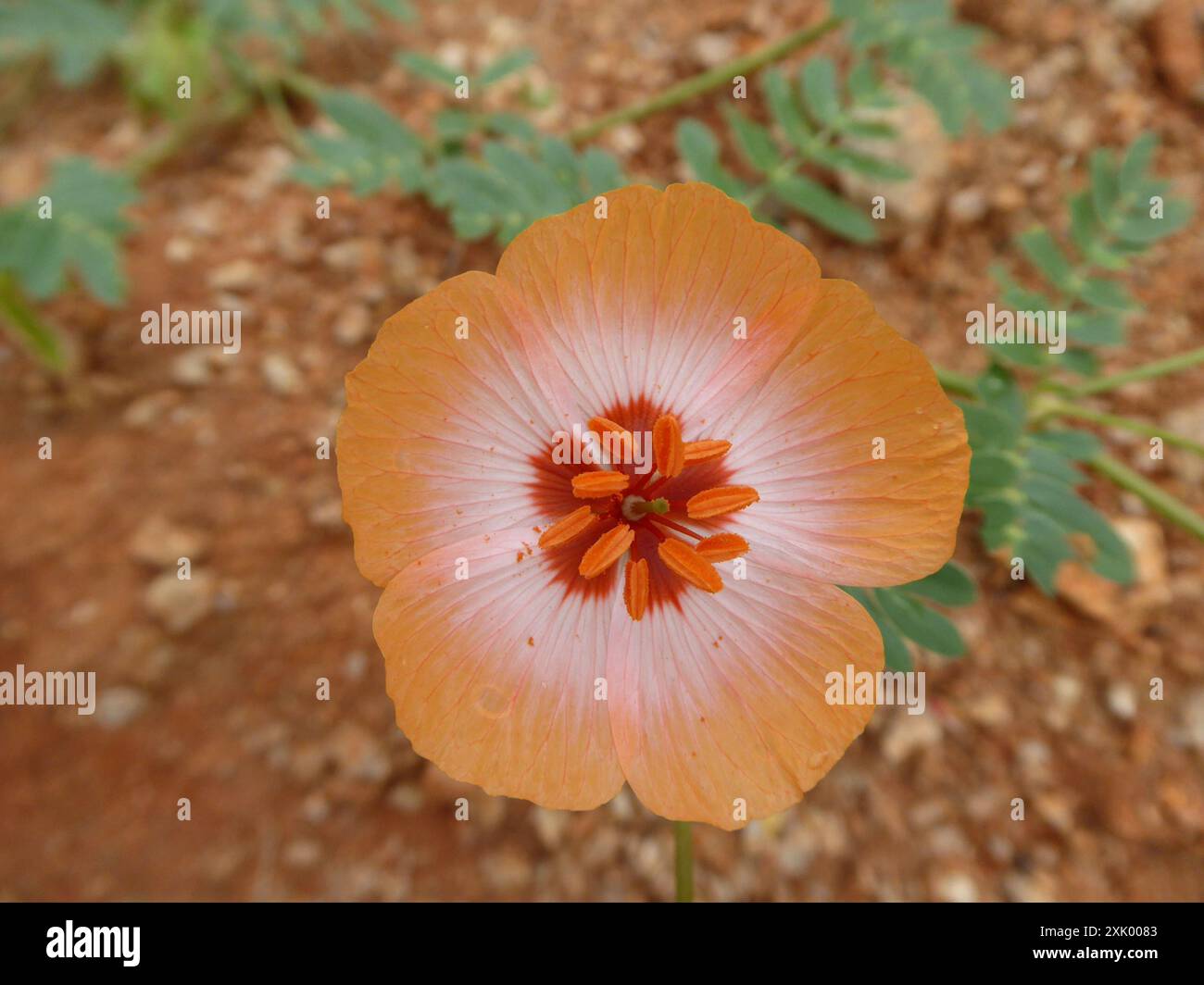 Arizona poppy (Kallstroemia grandiflora) Plantae Stock Photo - Alamy
