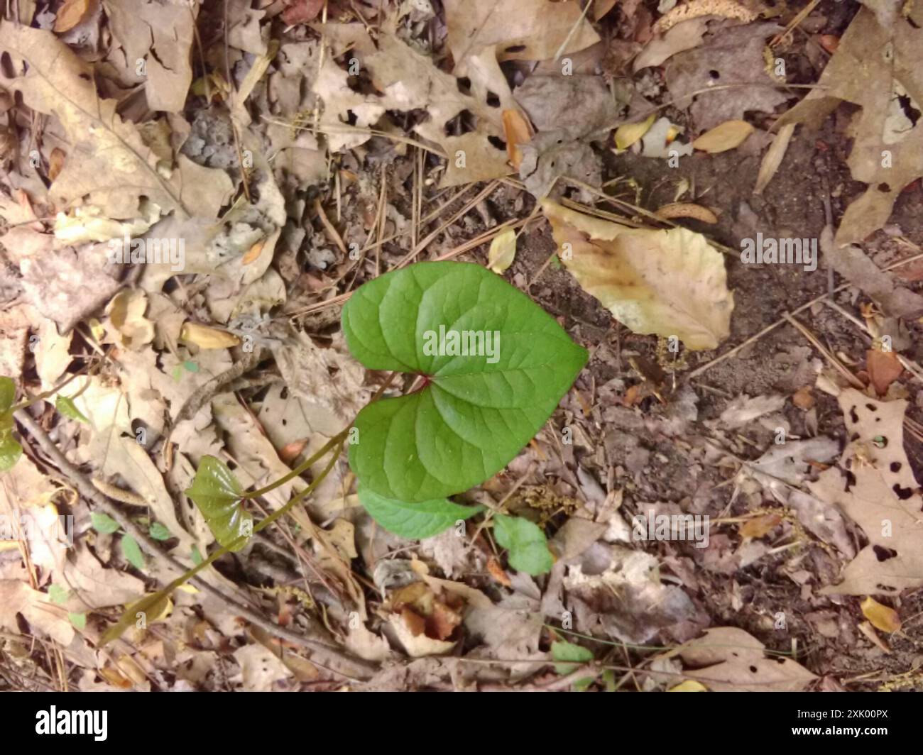 Chinese yam (Dioscorea polystachya) Plantae Stock Photo - Alamy