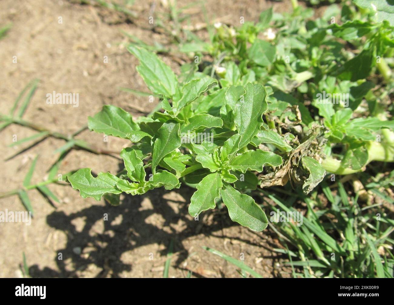 procumbent pigweed (Amaranthus blitoides) Plantae Stock Photo - Alamy