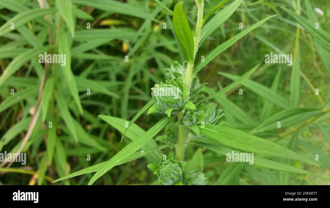 Goldenrod Bunch Gall Midge (Rhopalomyia solidaginis) Insecta Stock ...