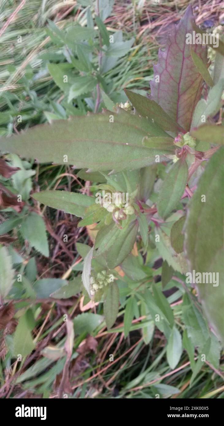 marsh elder (Iva frutescens) Plantae Stock Photo - Alamy