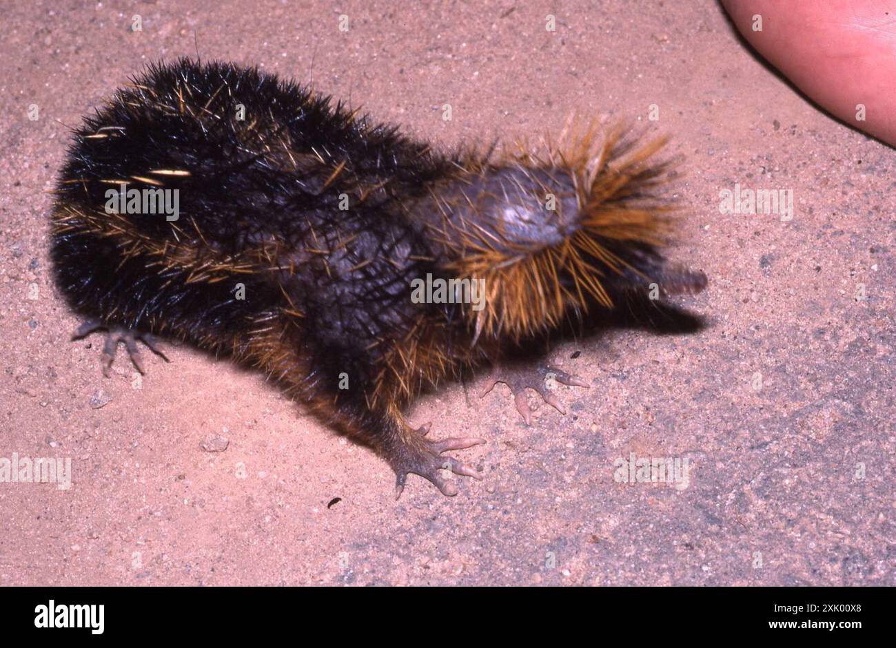 Lowland Streaked Tenrec (Hemicentetes semispinosus) Mammalia Stock ...