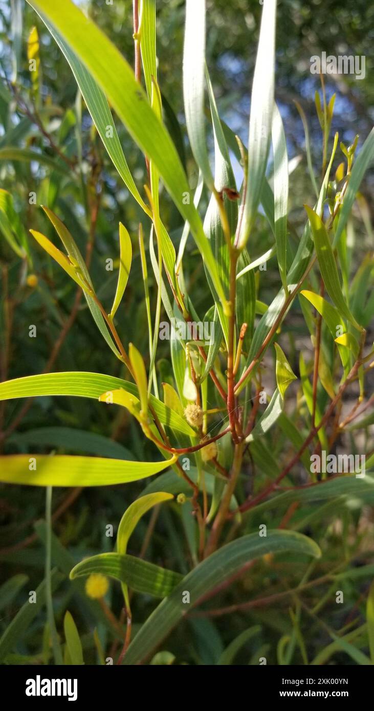 western coastal wattle (Acacia cyclops) Plantae Stock Photo - Alamy