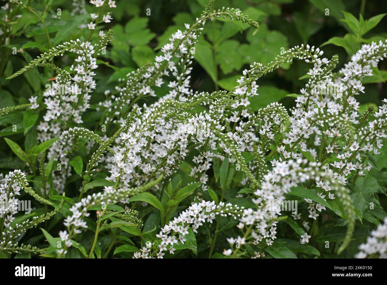 White Lysimachia clethroides, gooseneck loosestrife, in flower Stock ...