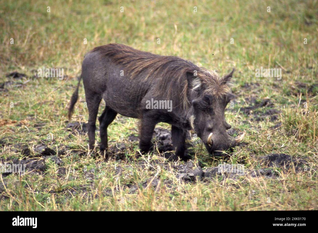 Southern Warthog (Phacochoerus africanus sundevallii) Mammalia Stock ...
