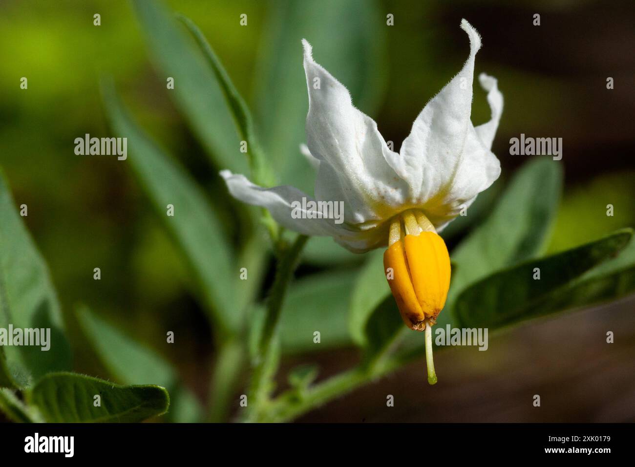 wild potato (Solanum jamesii) Plantae Stock Photo - Alamy