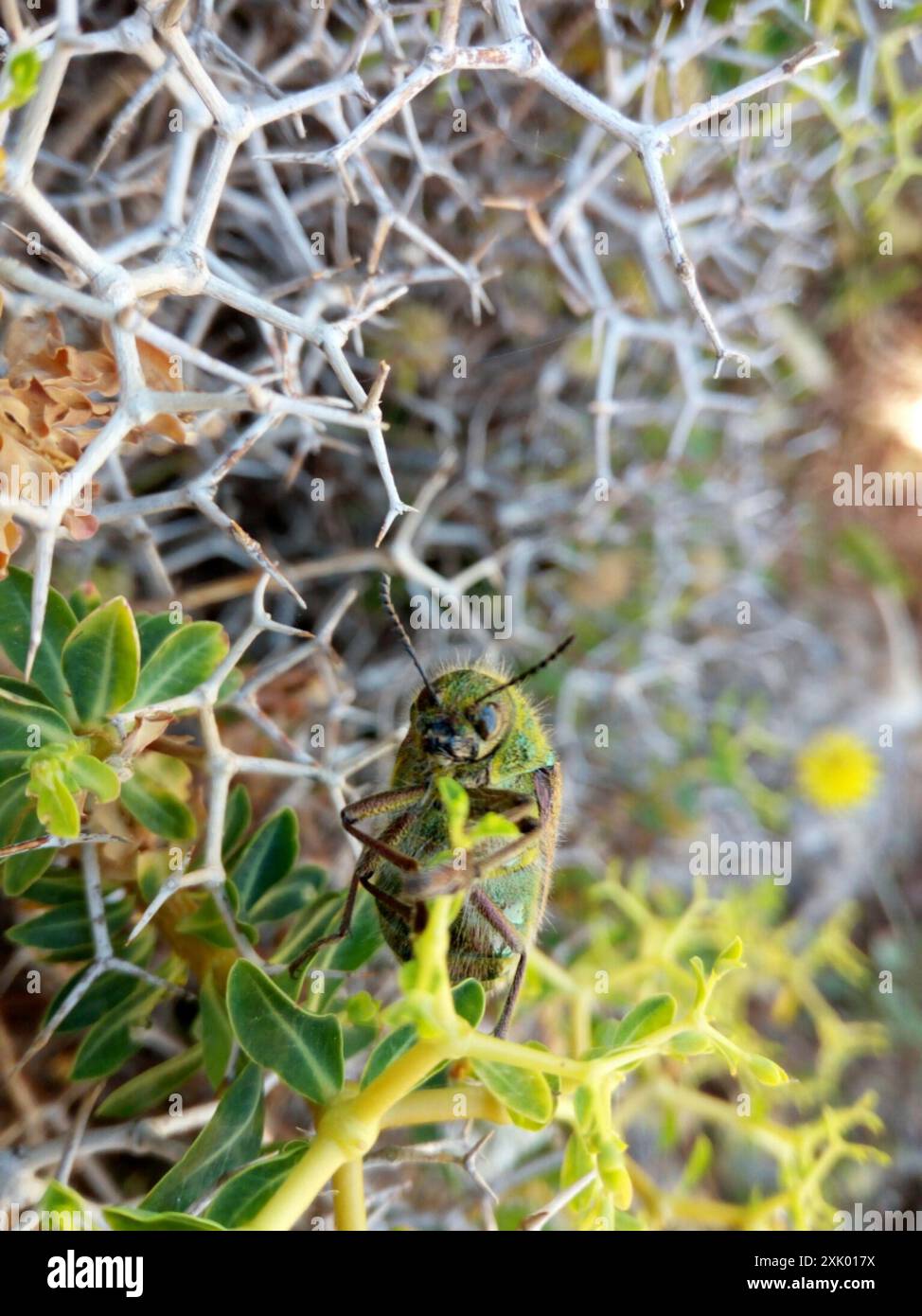 Julodis pubescens hi-res stock photography and images - Alamy