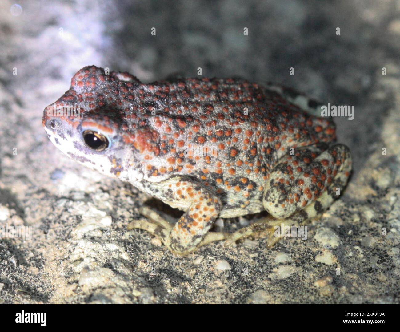 Red-spotted Toad (Anaxyrus punctatus) Amphibia Stock Photo - Alamy