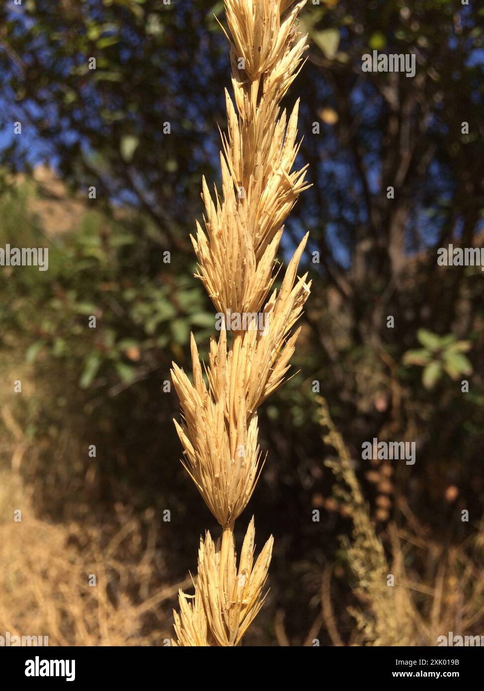 giant wild rye (Leymus condensatus) Plantae Stock Photo - Alamy