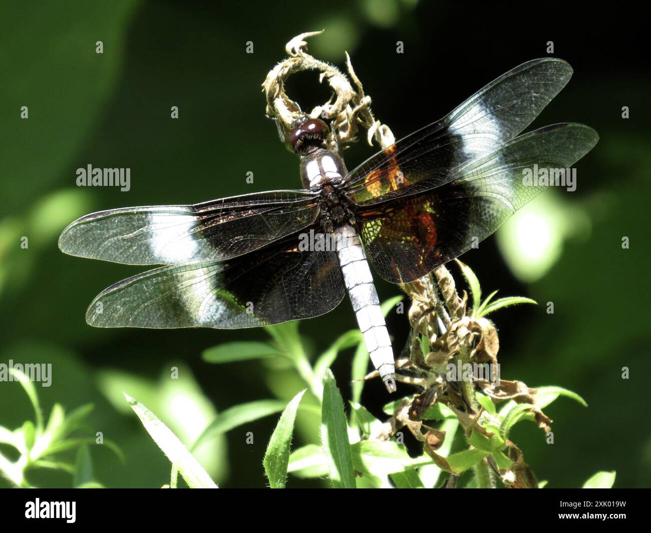 Widow Skimmer (Libellula luctuosa) Insecta Stock Photo - Alamy