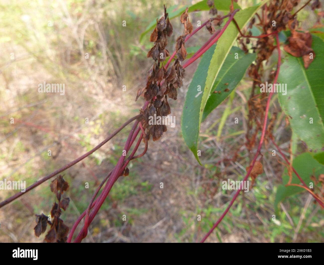 Climbing Buckwheat (Fallopia cristata) Plantae Stock Photo - Alamy