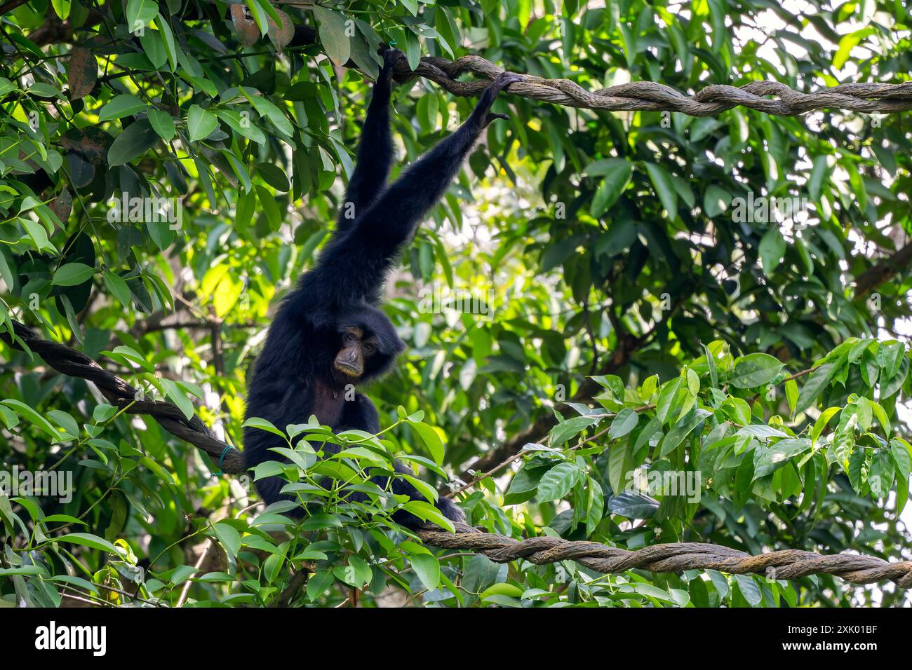 Siamang gibbon hi-res stock photography and images - Alamy