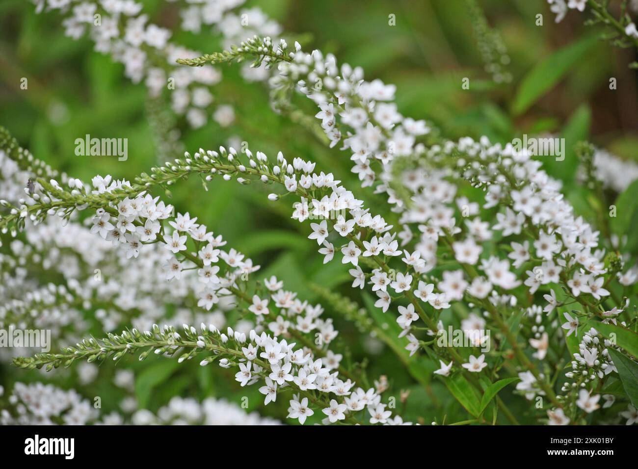 White Lysimachia clethroides, gooseneck loosestrife, in flower Stock ...