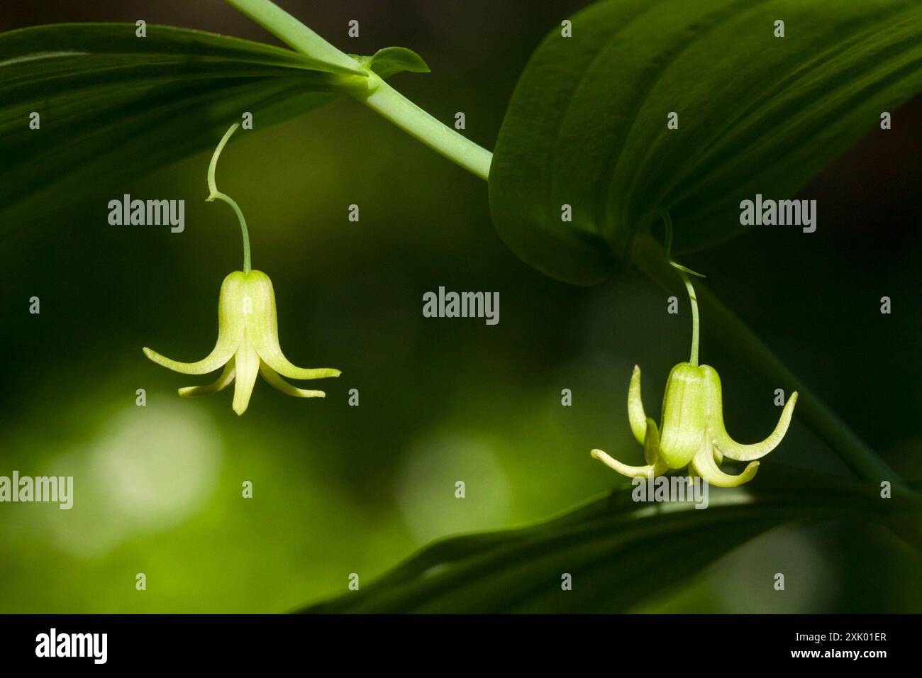 white twisted-stalk (Streptopus amplexifolius) Plantae Stock Photo - Alamy