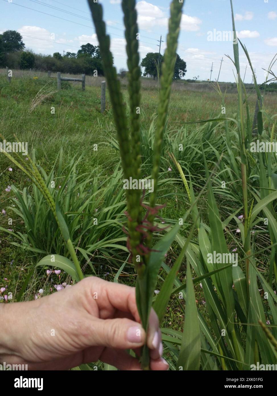 eastern gamagrass (Tripsacum dactyloides) Plantae Stock Photo - Alamy