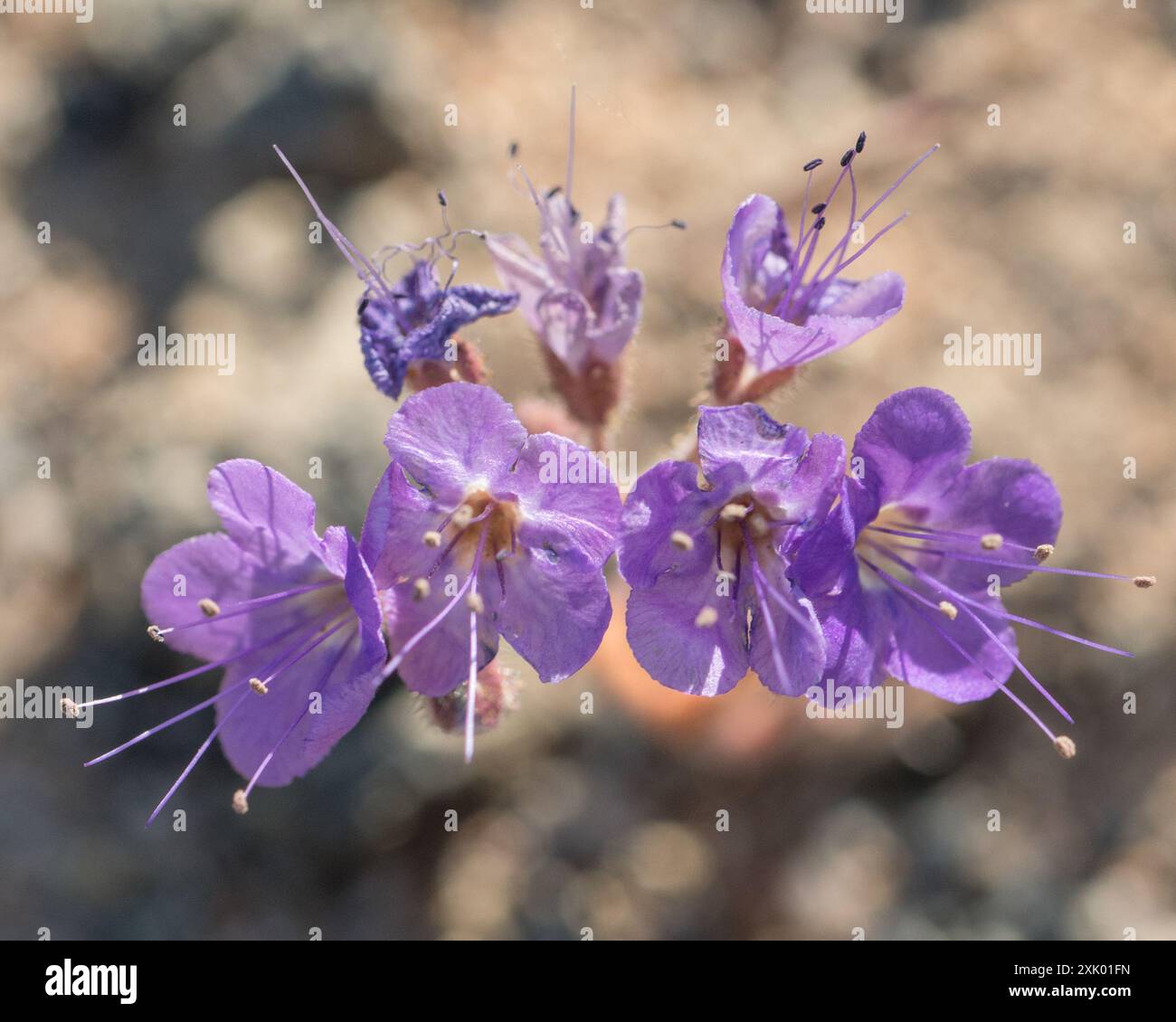 Notch leaf scorpionweed hi-res stock photography and images - Alamy