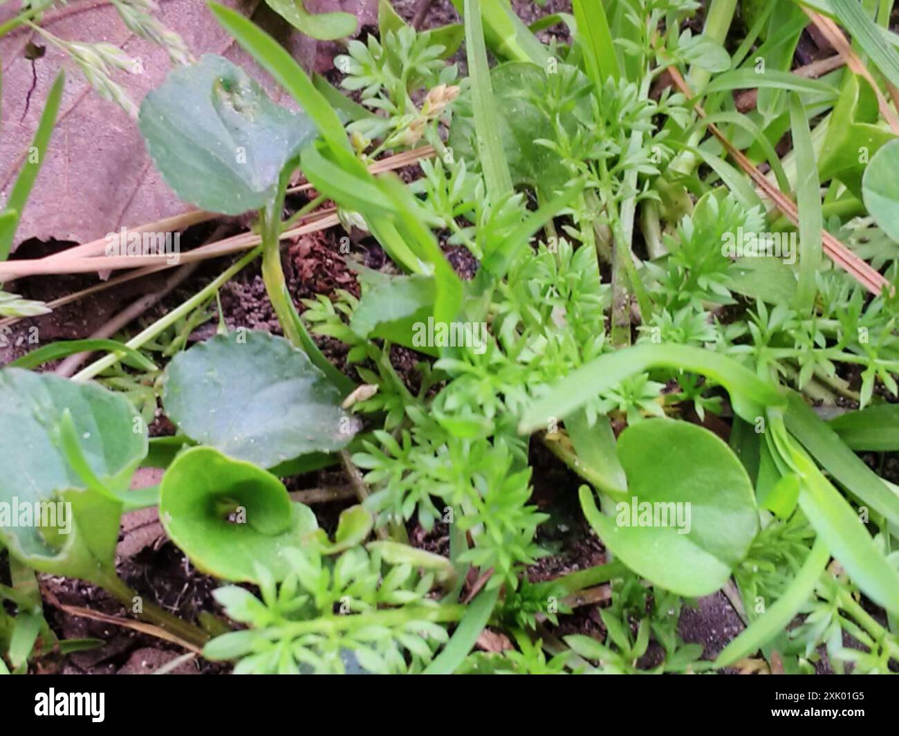 Common Cotula (Cotula australis) Plantae Stock Photo - Alamy