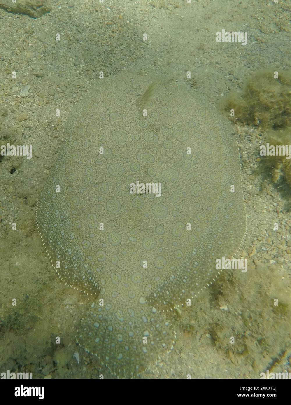 Pacific Peacock Flounder (Bothus mancus) Actinopterygii Stock Photo - Alamy