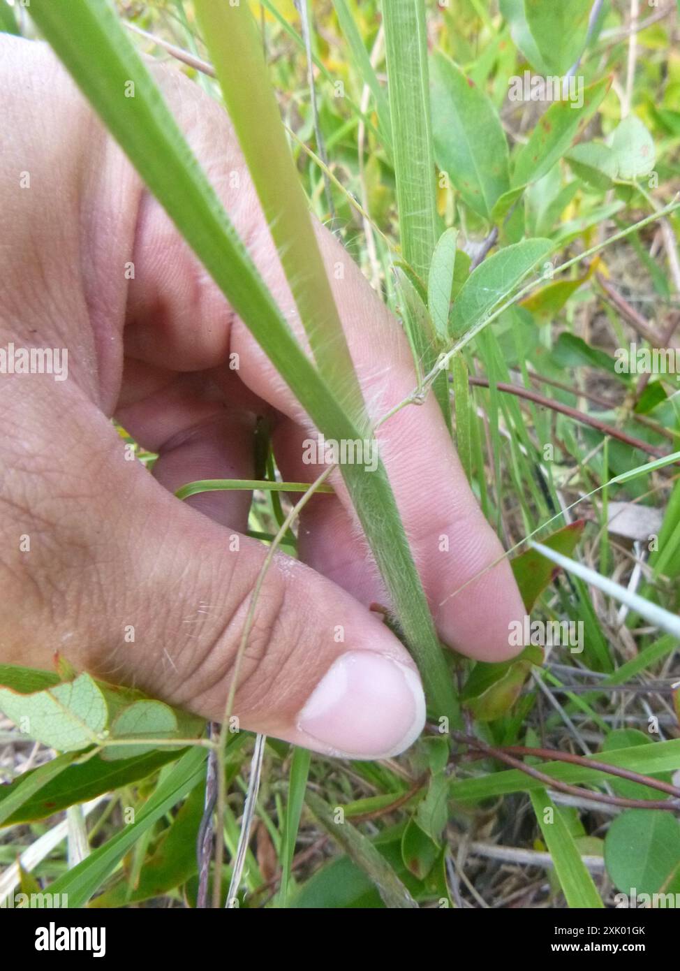 Florida paspalum (Paspalum floridanum) Plantae Stock Photo - Alamy