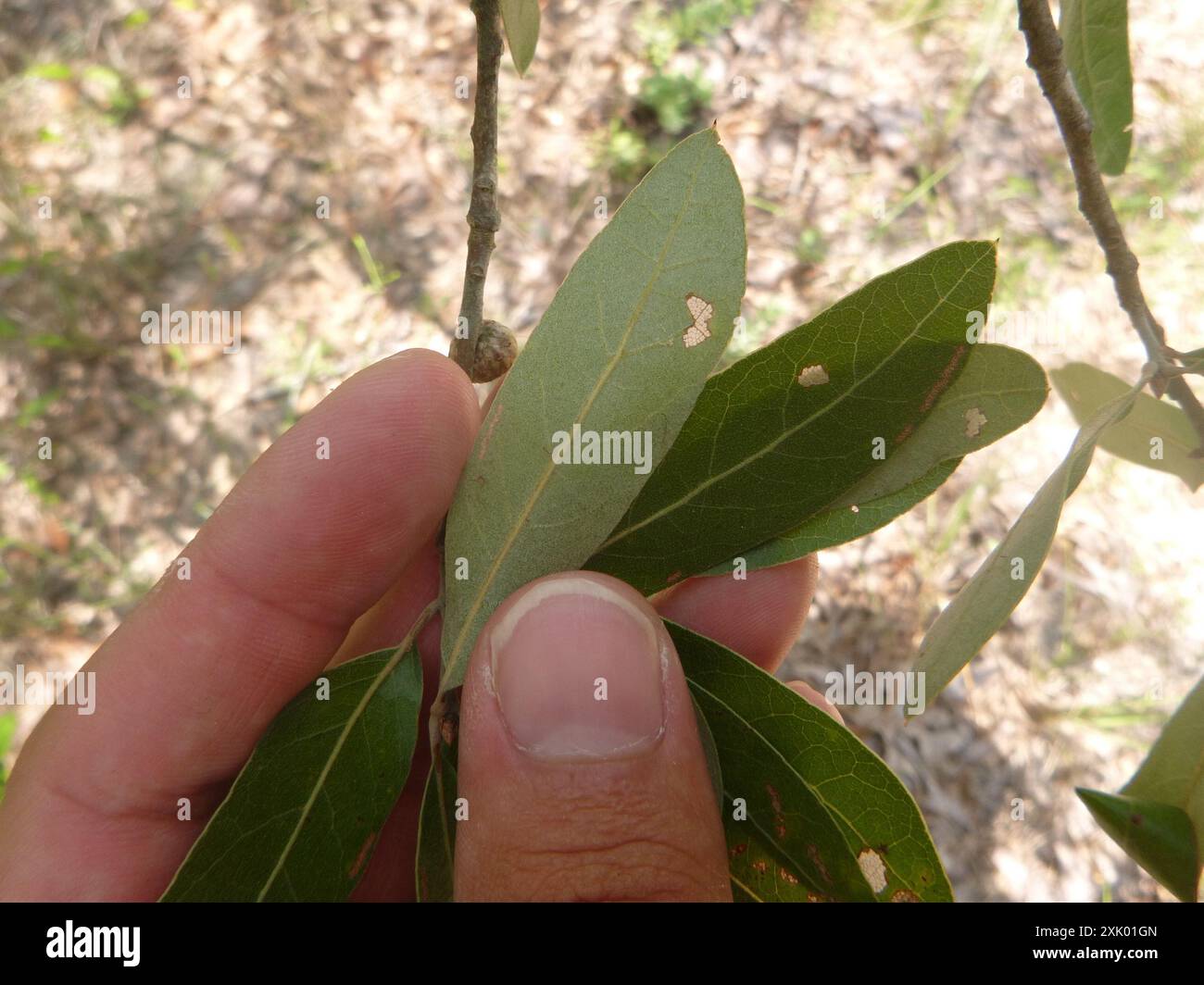 bluejack oak (Quercus incana) Plantae Stock Photo - Alamy