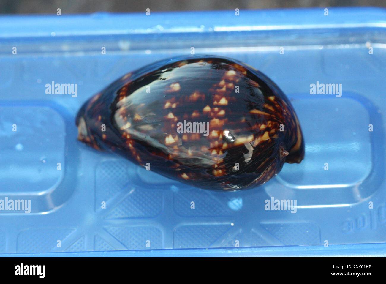Humpback cowry mauritia mauritiana hi-res stock photography and images ...