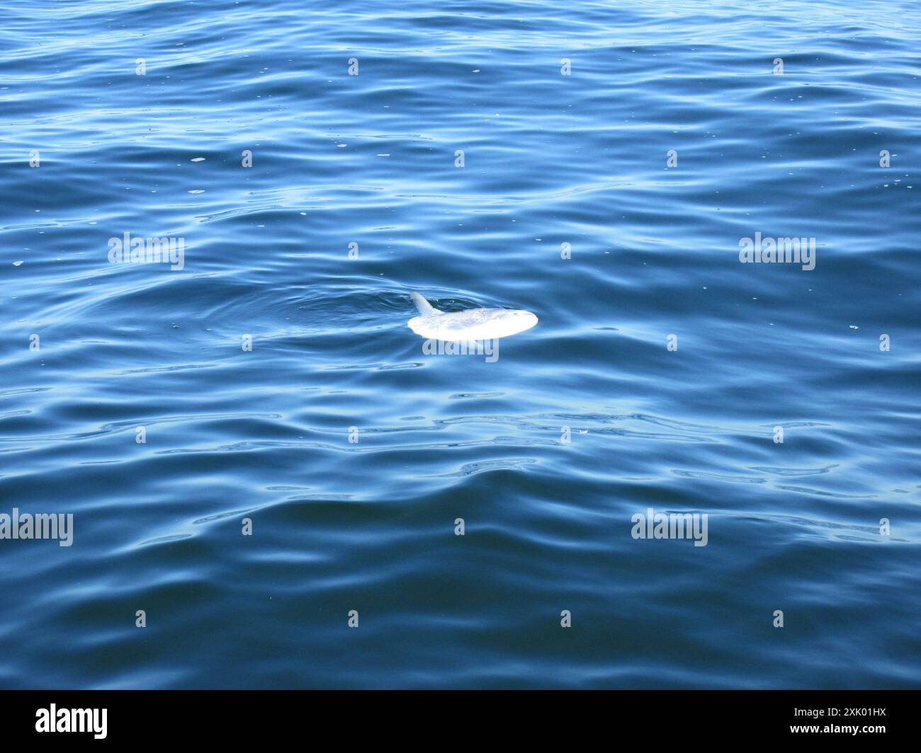 Common Mola (Mola mola) Actinopterygii Stock Photo - Alamy