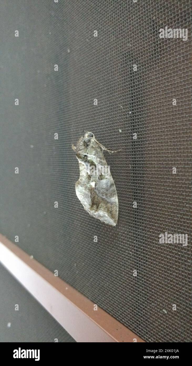 Common Fruit-piercing Moth (Eudocima phalonia) Insecta Stock Photo - Alamy