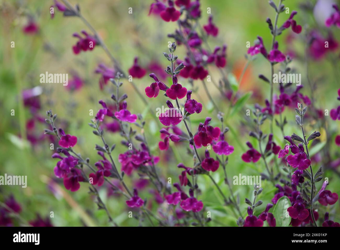 Deep purple Salvia sage ‘Nachtvlinder’ in flower Stock Photo - Alamy